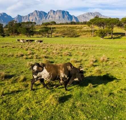 Nguni Cattle Project - Vergelegen Wine Estate