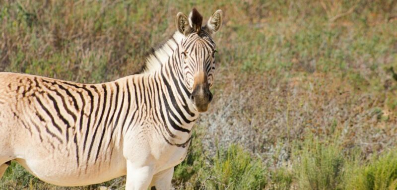 Vergelegen welcomes the Quagga Project - Vergelegen Wine Estate